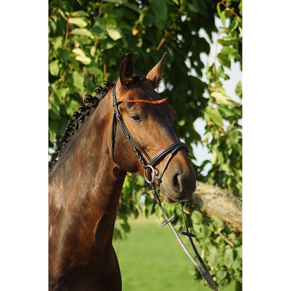 Merevaigust Nahast Ratsmetega Valjad "Unique" | AllForHorses